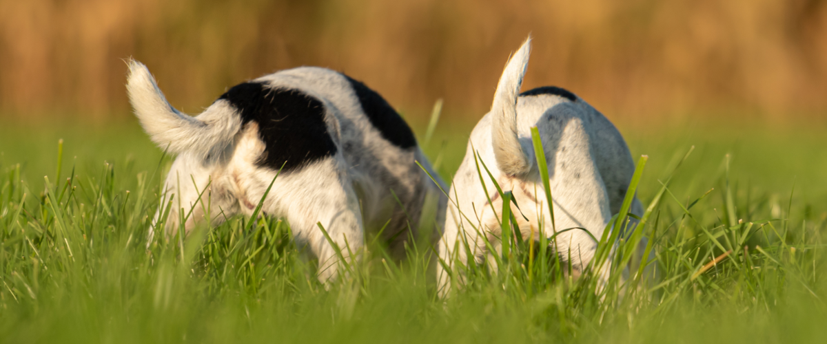 Why Is My Dog Farting So Much? Causes and Remedies | Prime100 USA LLC