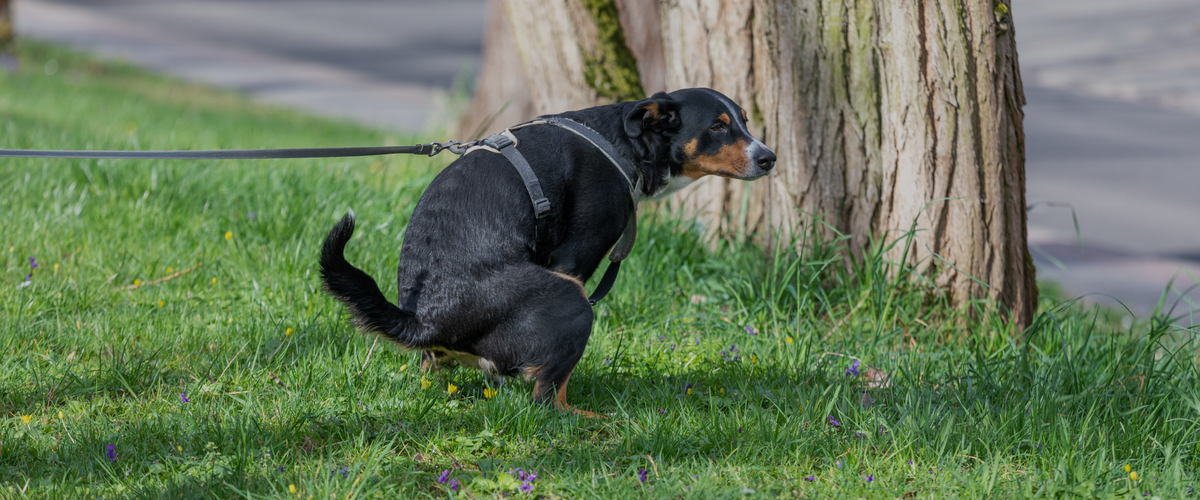 Understanding Your Dog's Poop: A Comprehensive Guide to Color, Consist ...