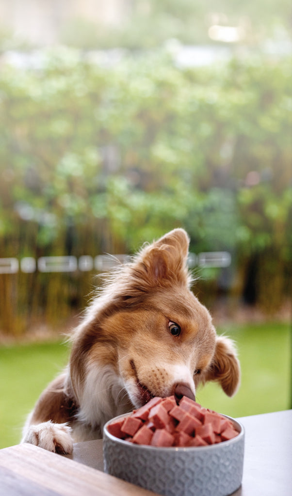 Prime100 USA | Making pets healthier and pet parents happier | Prime100 ...