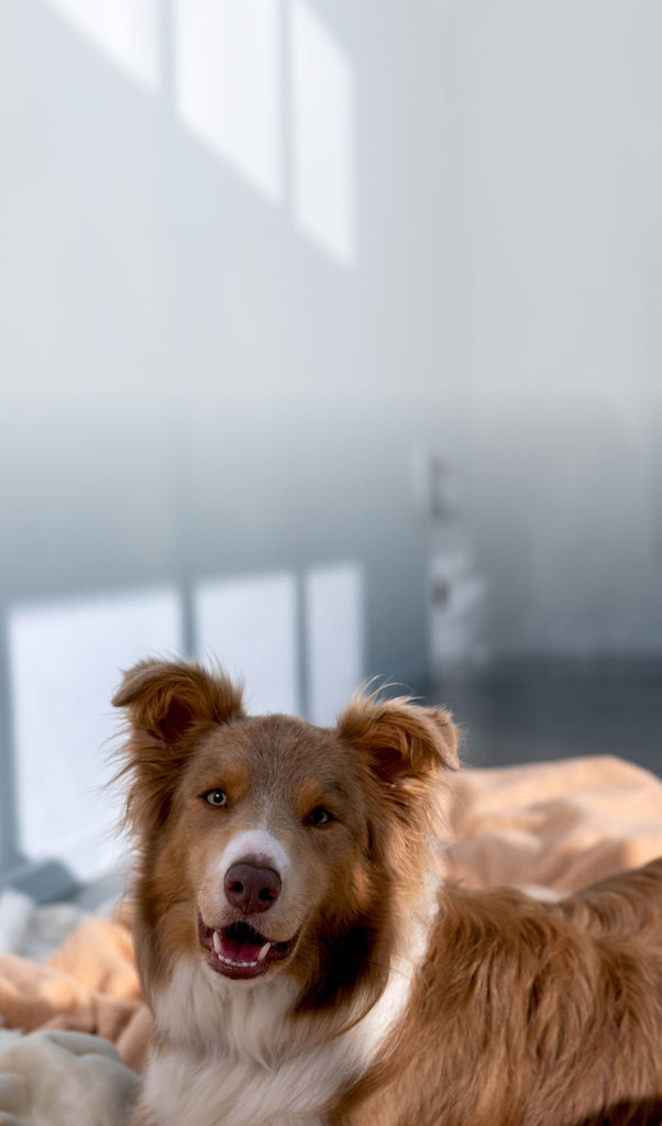 Prime100 USA | Making pets healthier and pet parents happier | Prime100 ...